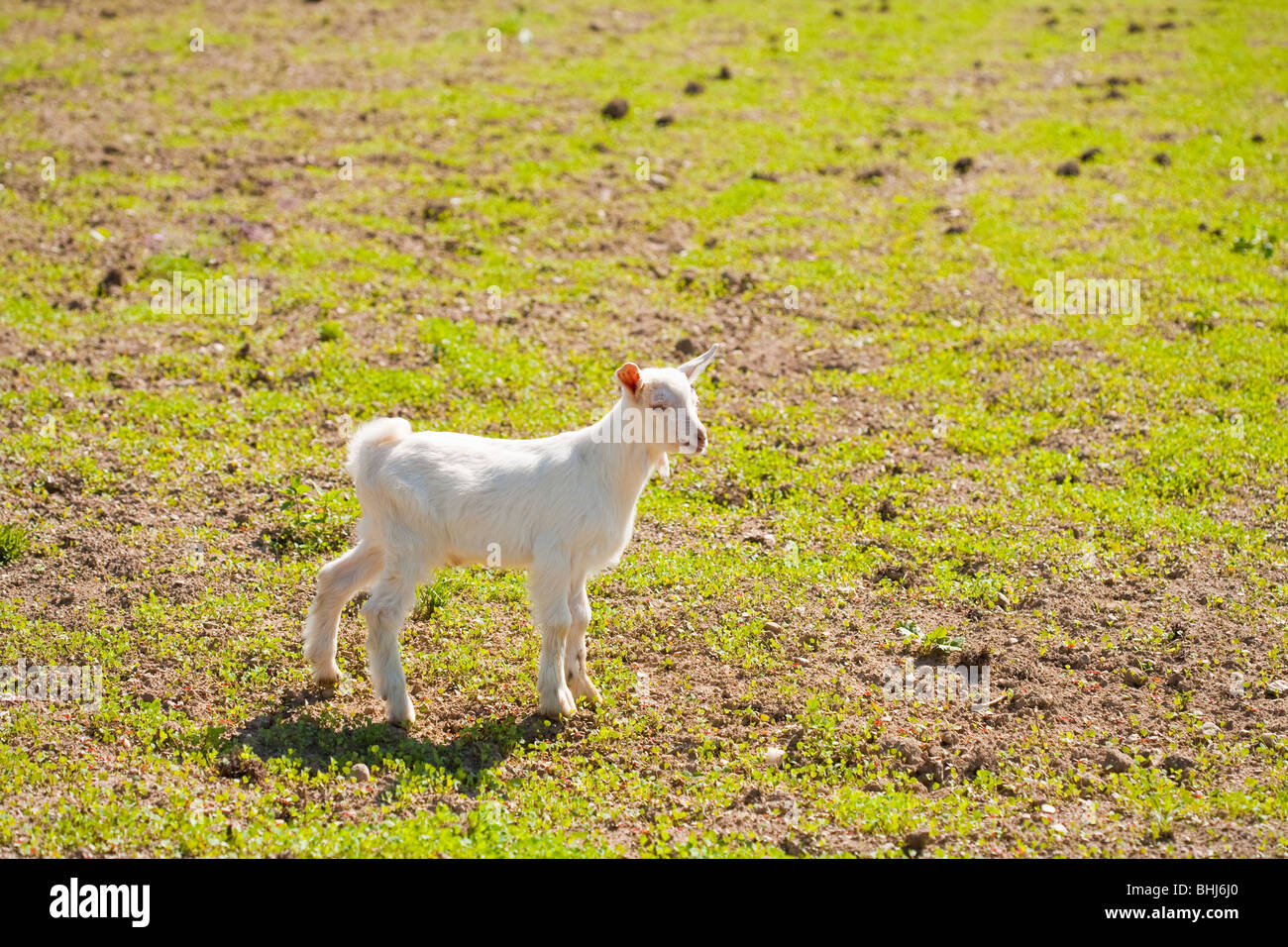 Goat lonely on green hi-res stock photography and images - Alamy