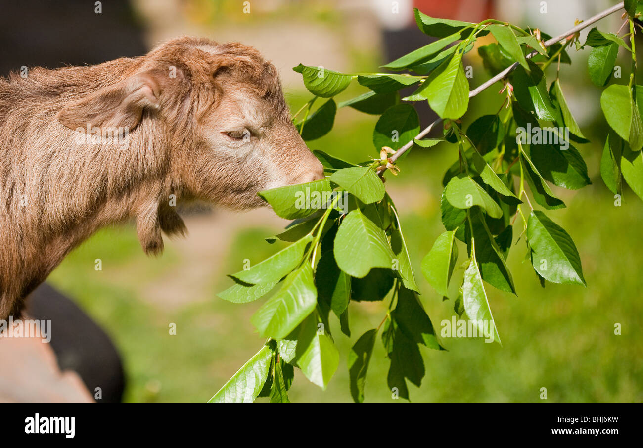 Cute baby goat eating leaves from a branch Stock Photo - Alamy