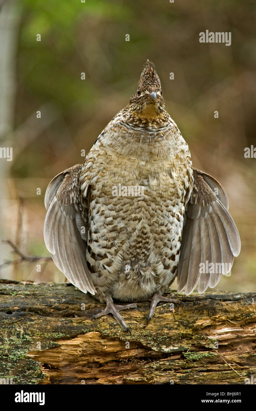 Male ruffed grouse on display hi-res stock photography and images - Alamy