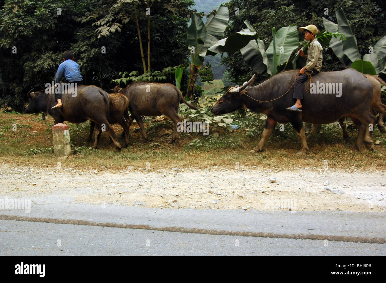 Water buffalo and boys hi-res stock photography and images - Alamy