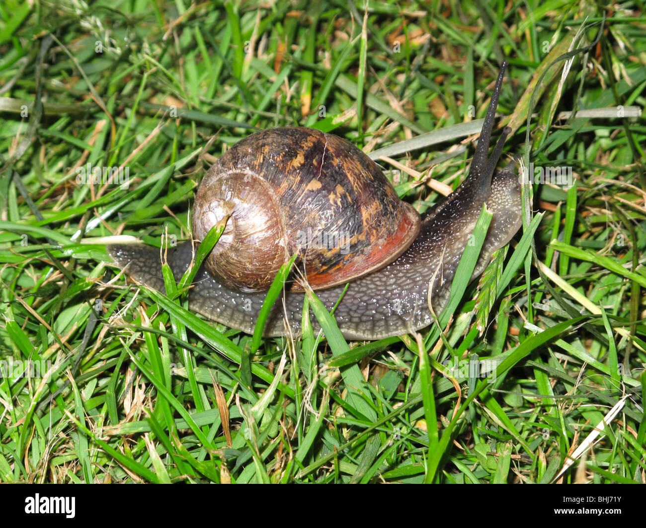 Large snail on grass Stock Photo - Alamy