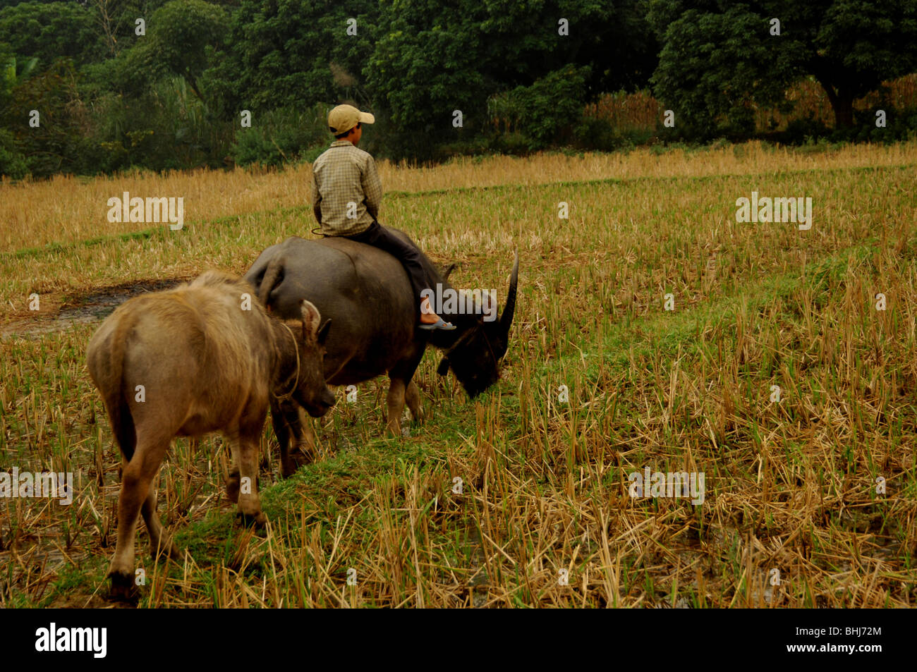 flower hmong boy with water buffalo in paddy field , lao cai , near ...