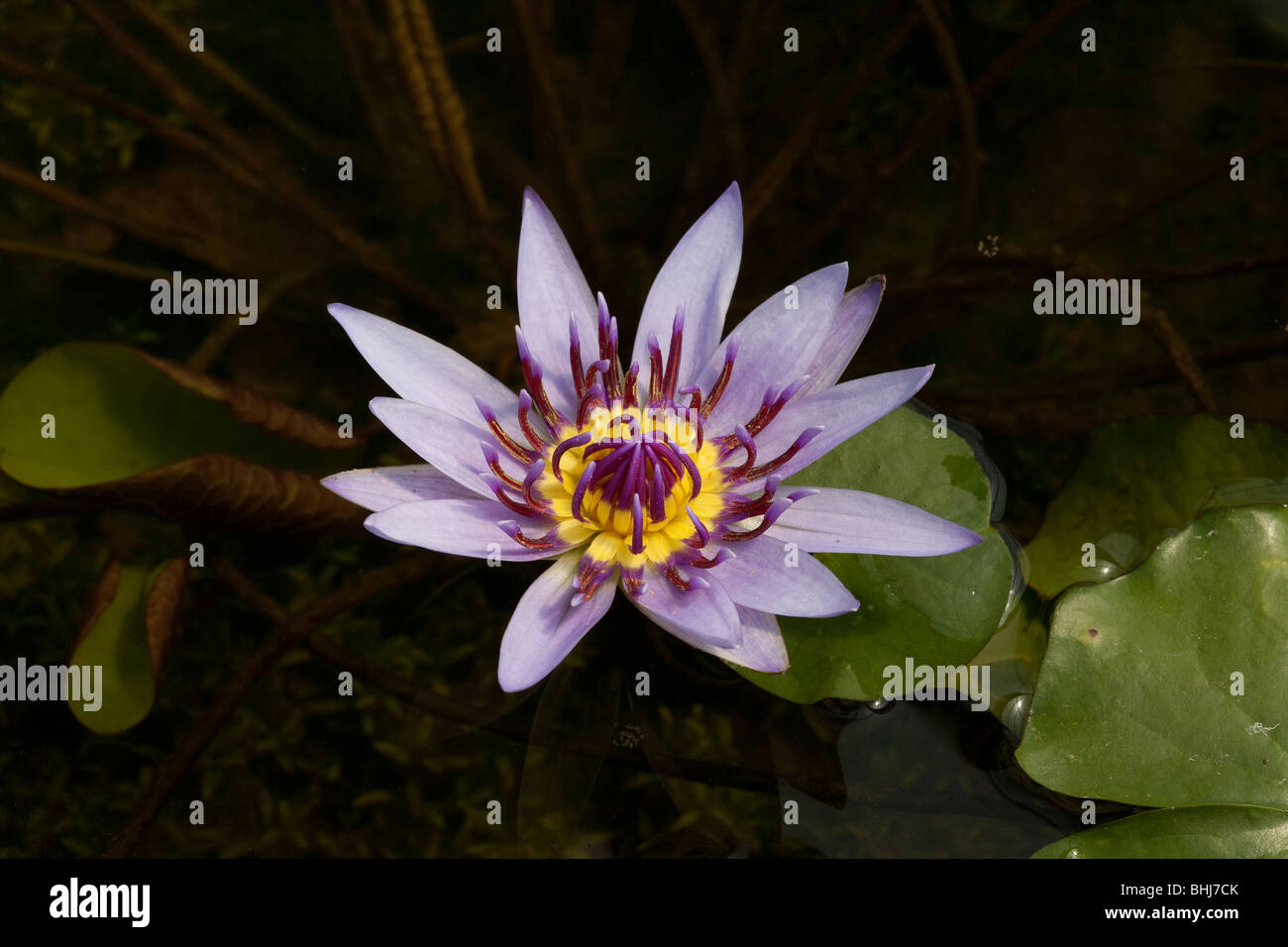 Nymphaea sp. Hybrid, Puprle & yellow Water lily in a botanical garden ...