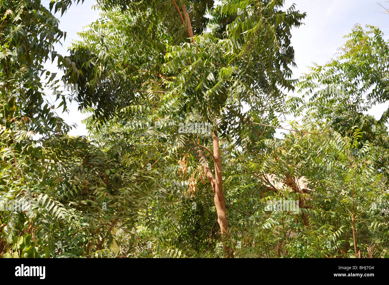 Neem tree, The Gambia Stock Photo - Alamy