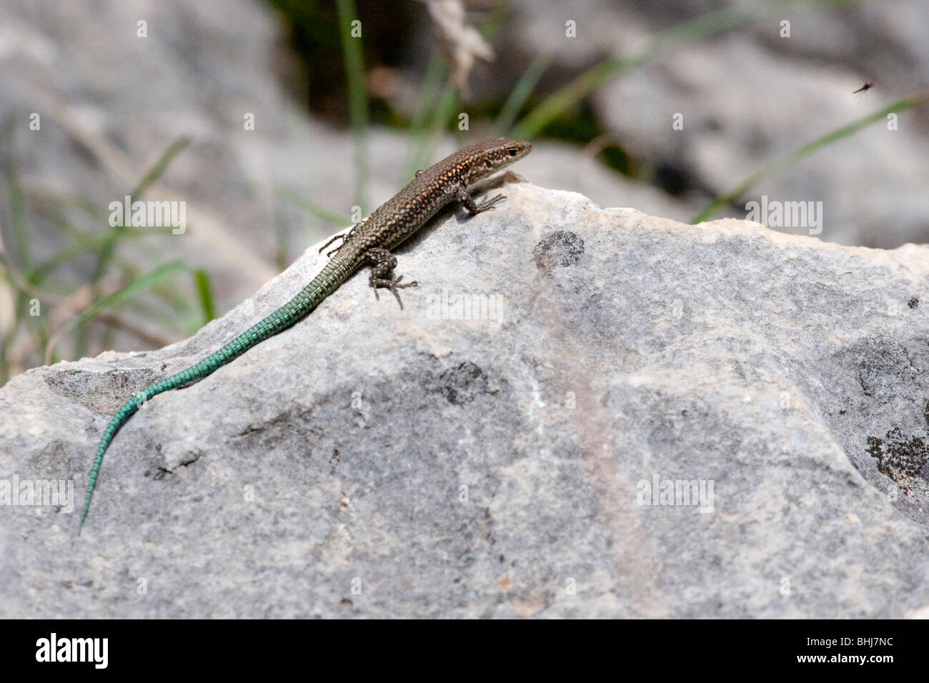 Lizards sunbathing hi-res stock photography and images - Alamy