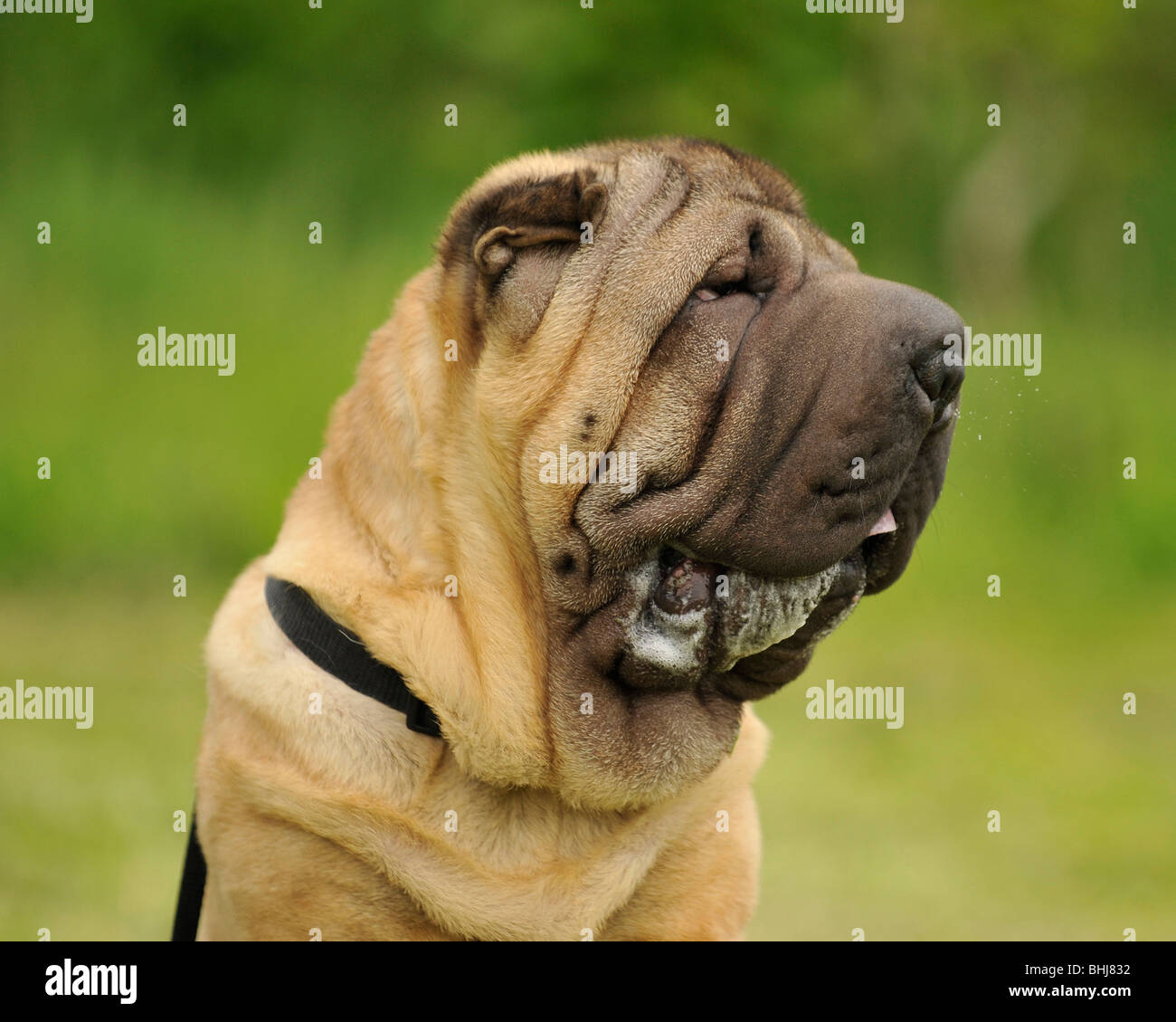 Chinese Dog High Resolution Stock Photography and Images - Alamy