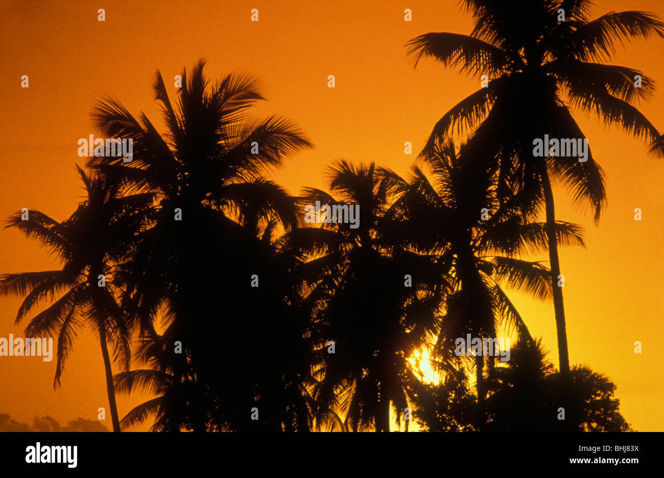Tropical sunset palm tree hi-res stock photography and images - Alamy