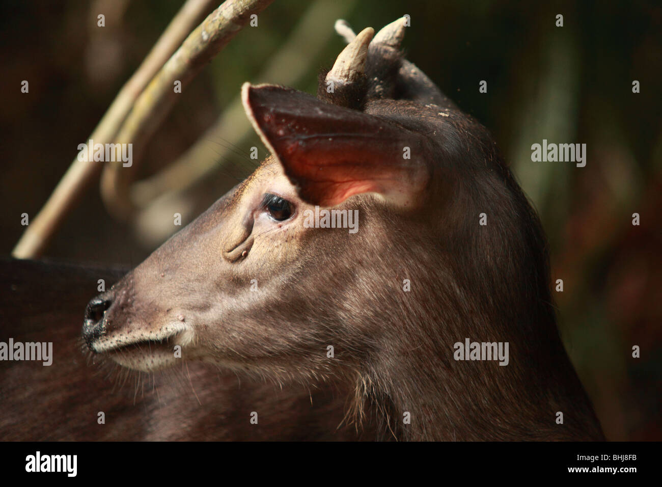 Wild Sambar Deer (rusa unicolor) at home in Southeast Asia. This ...