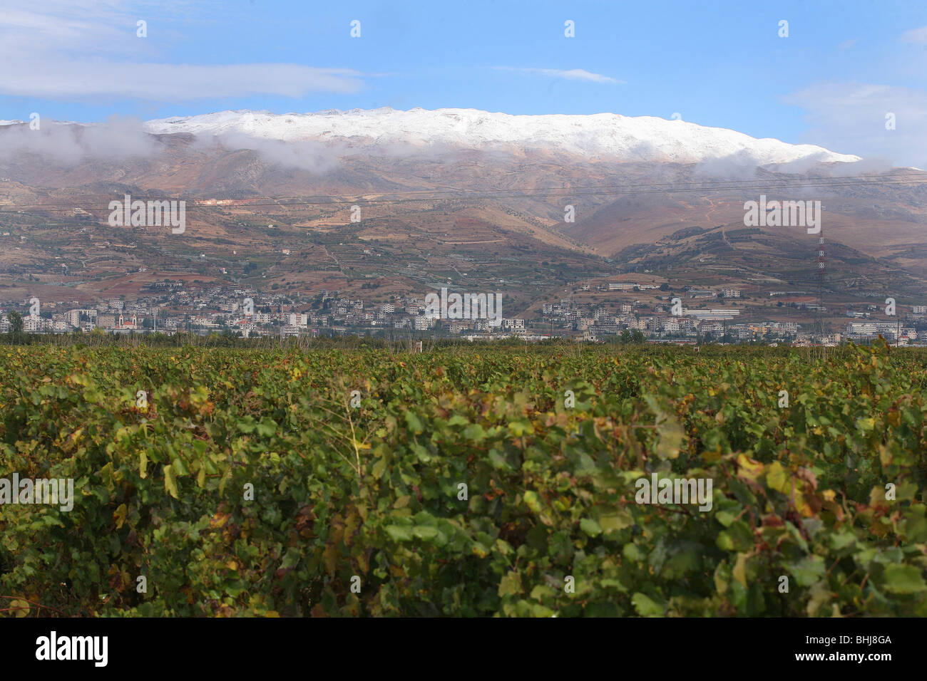Bekaa vineyard hi-res stock photography and images - Alamy