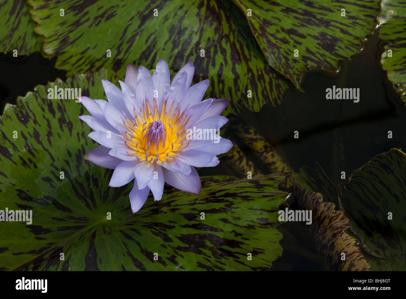 Nymmphaeceae, Nymphaea sp. Hybrid, Water lily in a botanical garden ...