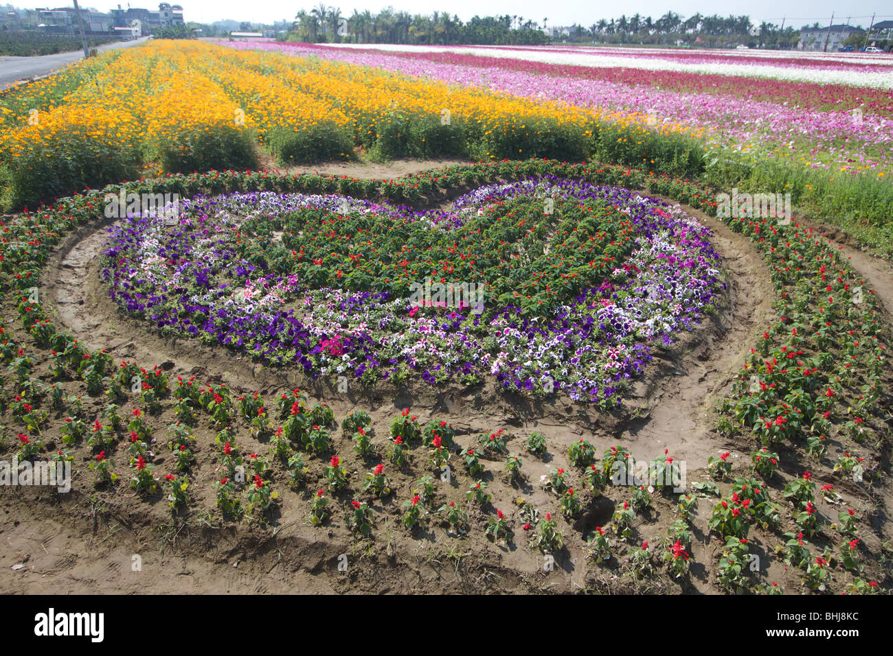 heart made with flowers in meinong Stock Photo - Alamy