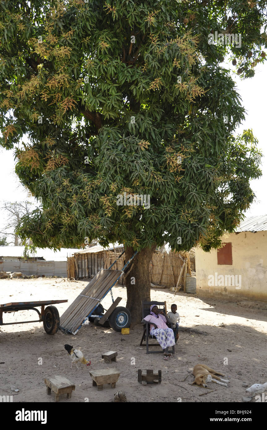 Under the mango tree, The Gambia Stock Photo - Alamy