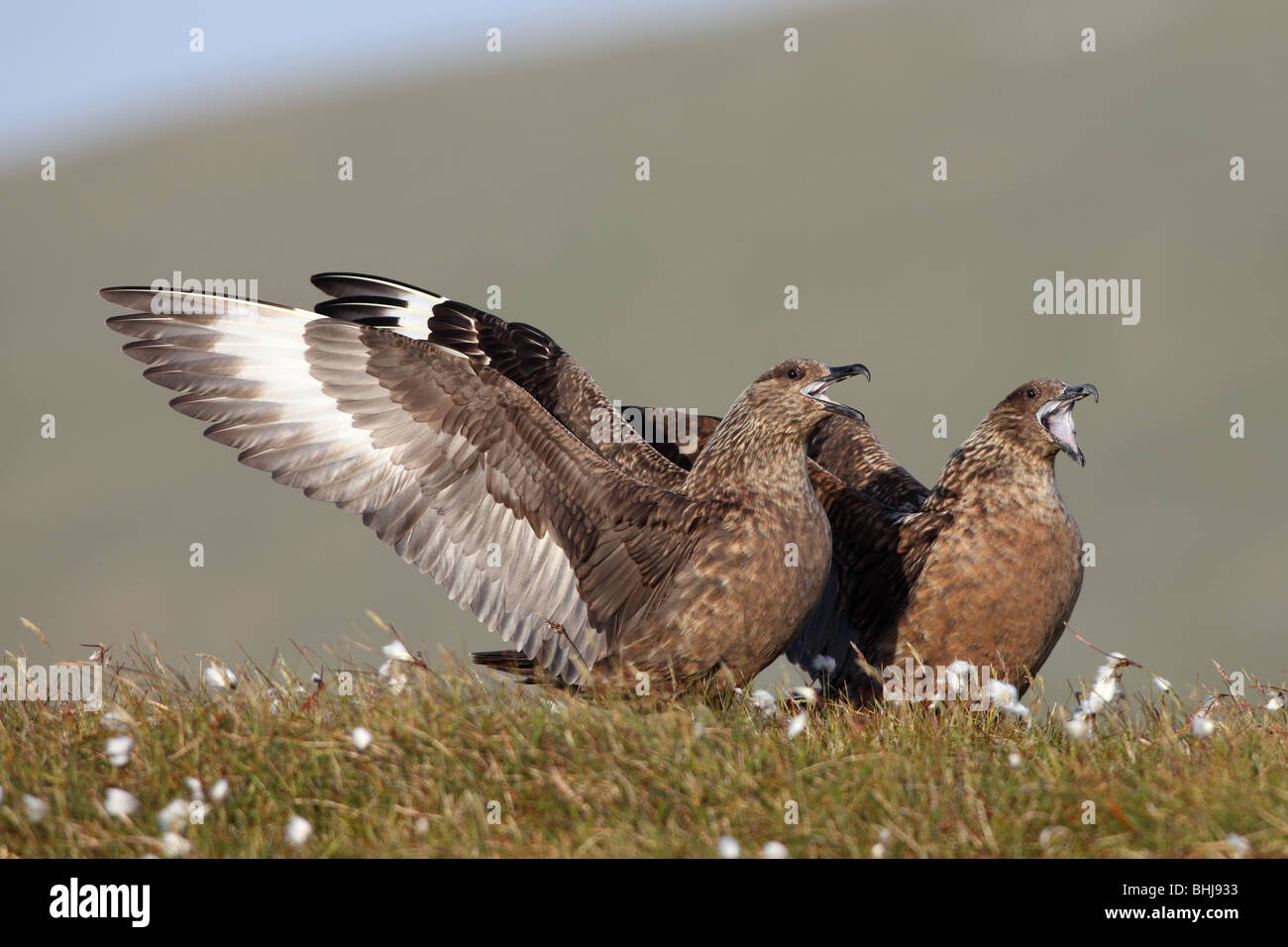 Pair of Great Skua's Stock Photo - Alamy