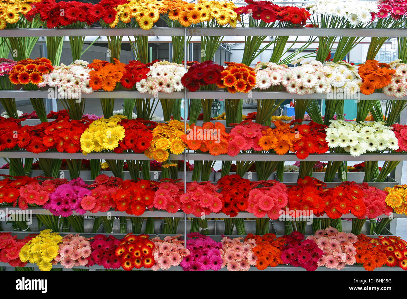 CARTS FULL OF FRESH GERBERA BEFORE THEIR DEPARTURE FOR THE AALSMEER ...