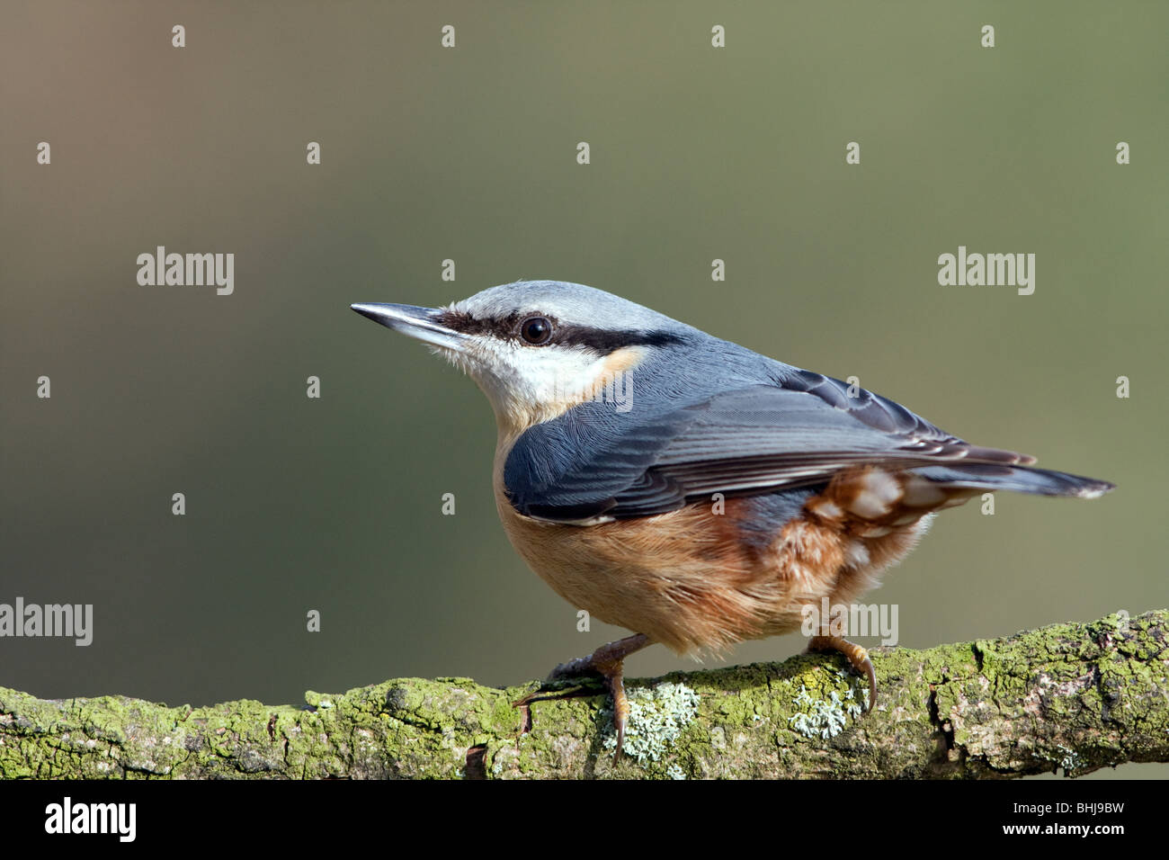 European nuthatch hi-res stock photography and images - Alamy
