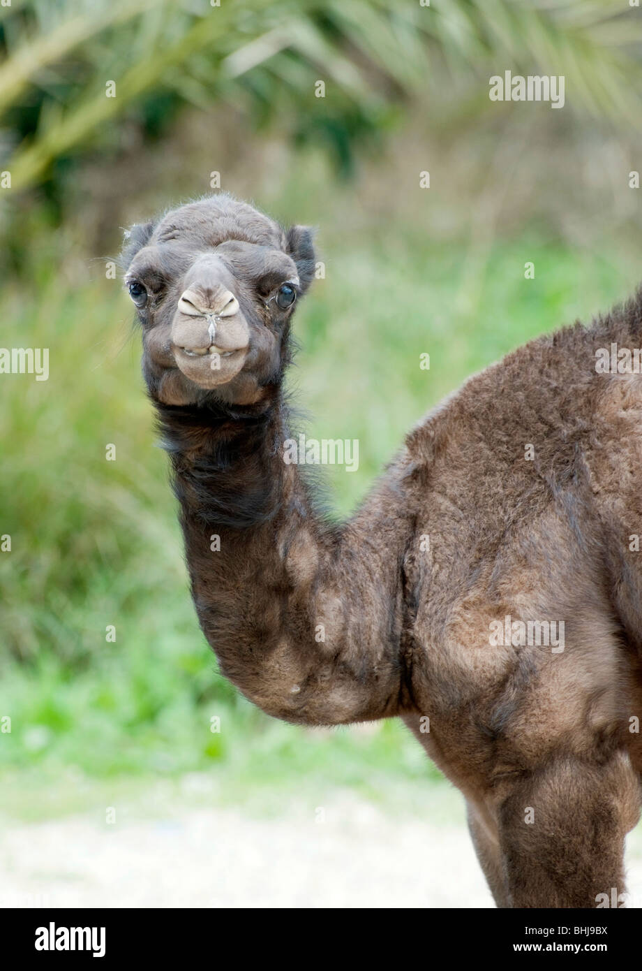 Baby camel hi-res stock photography and images - Alamy