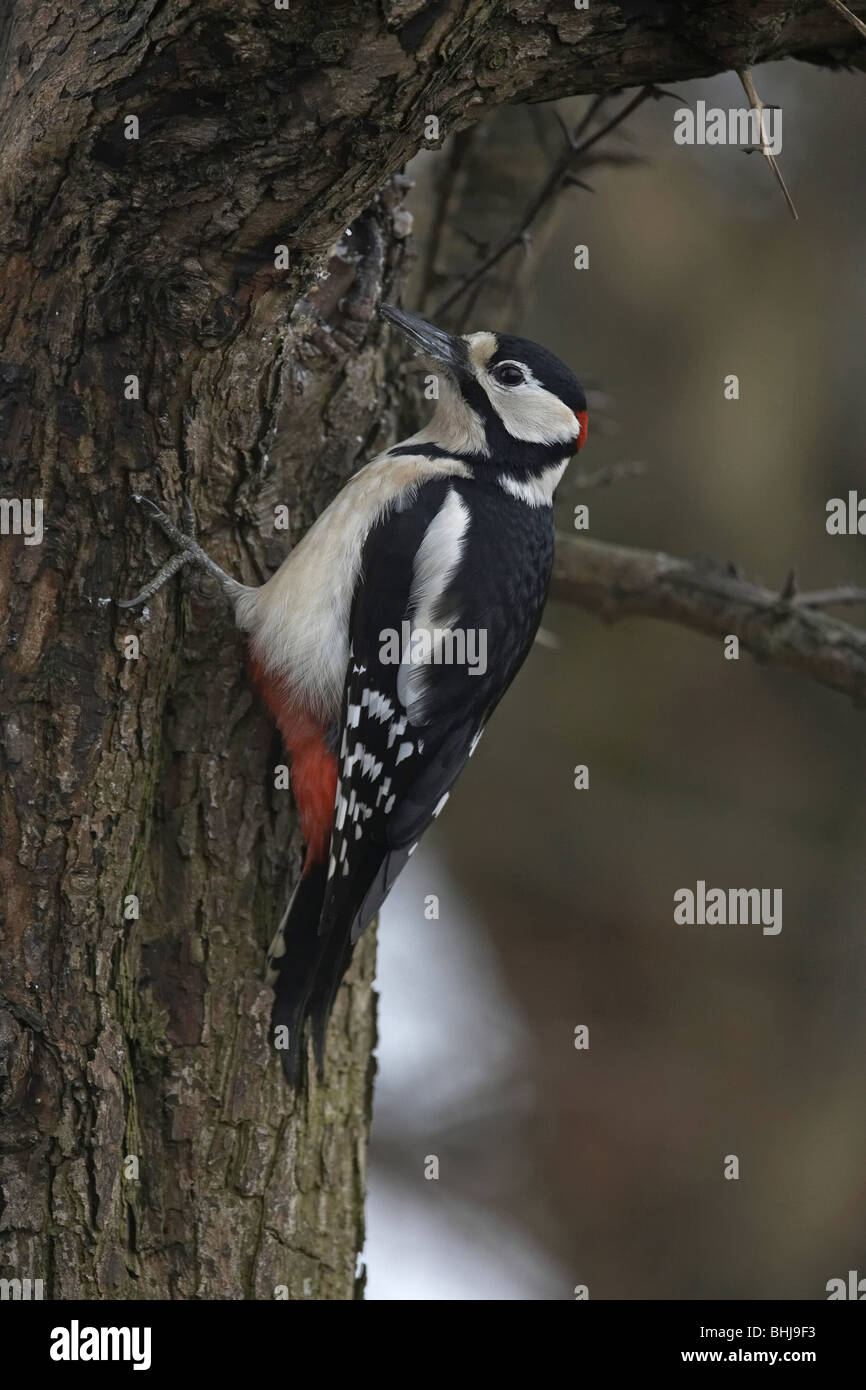 Great Spotted Woodpecker, Dendrocopos major Stock Photo - Alamy