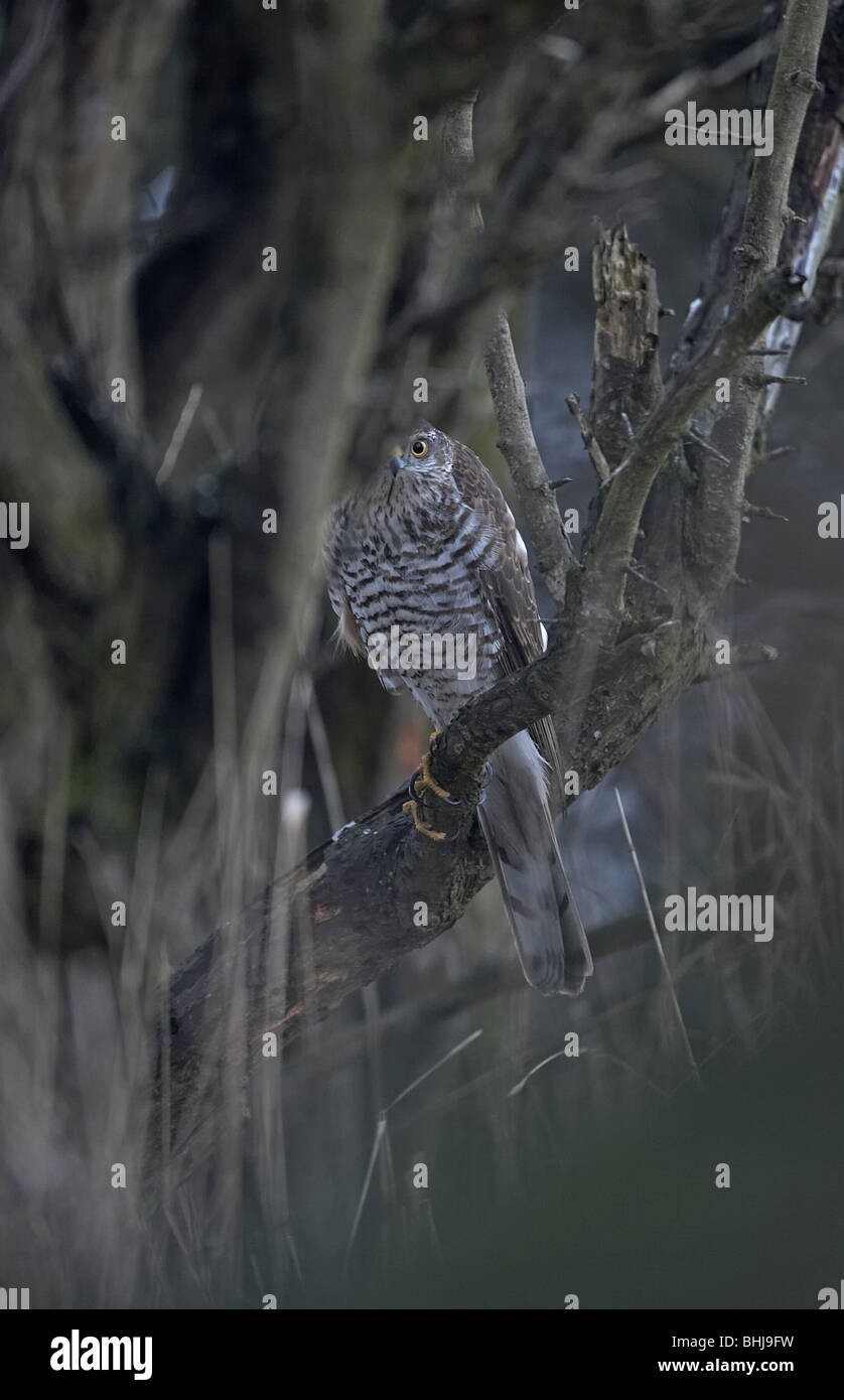 Hedge sparrowhawk hi-res stock photography and images - Alamy