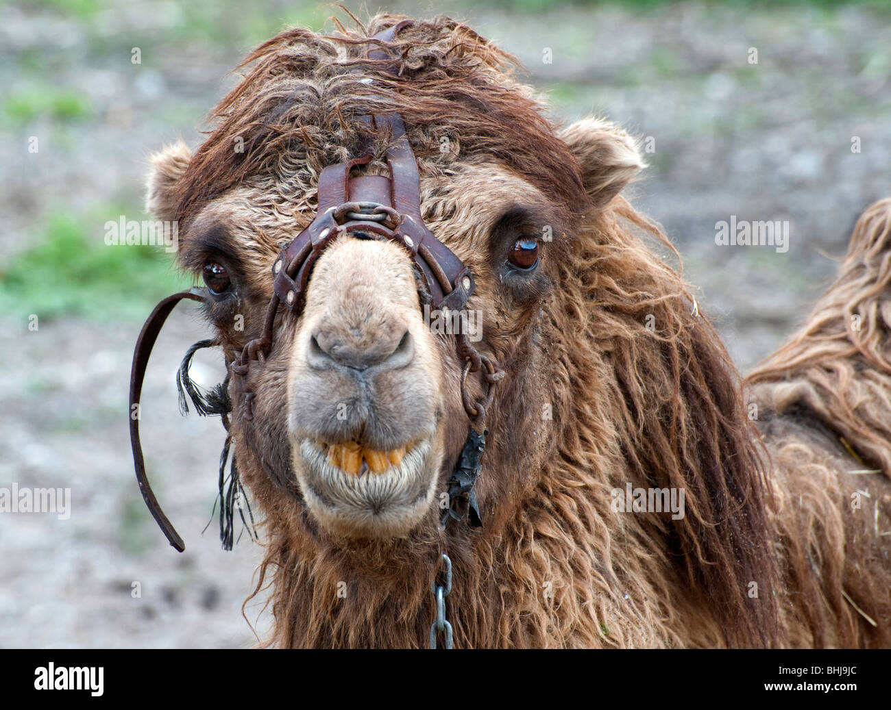 Camel eyes hi-res stock photography and images - Alamy
