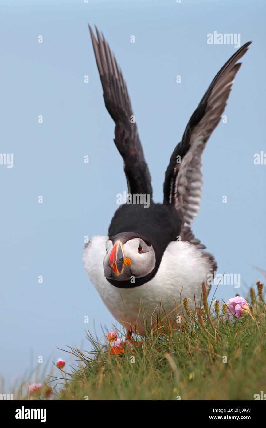 Atlantic Puffin flapping its wings Stock Photo - Alamy