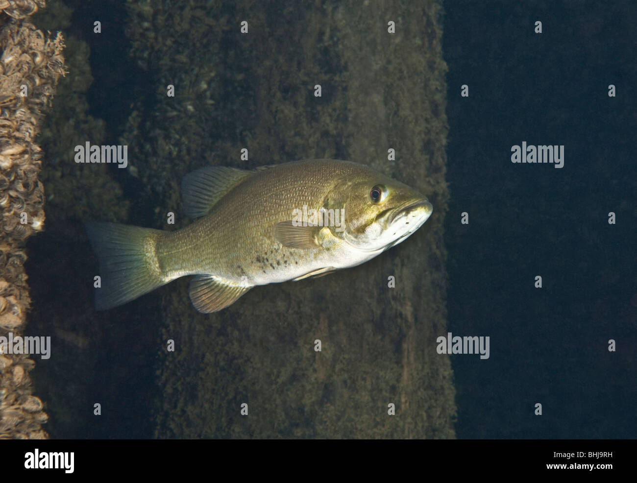 Smallmouth bass hi-res stock photography and images - Alamy