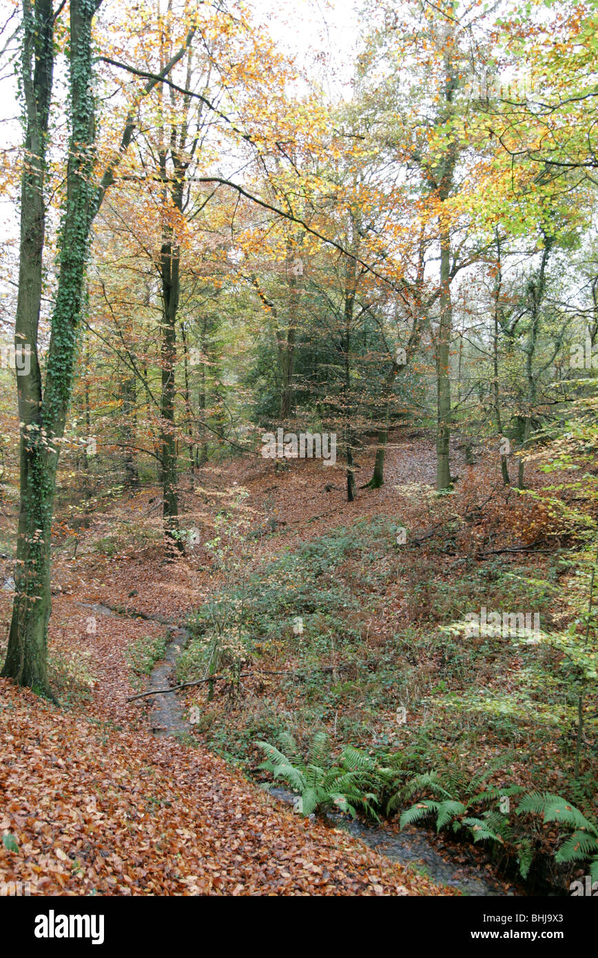 Autumnal woodland scene in the Forest of Dean Stock Photo - Alamy
