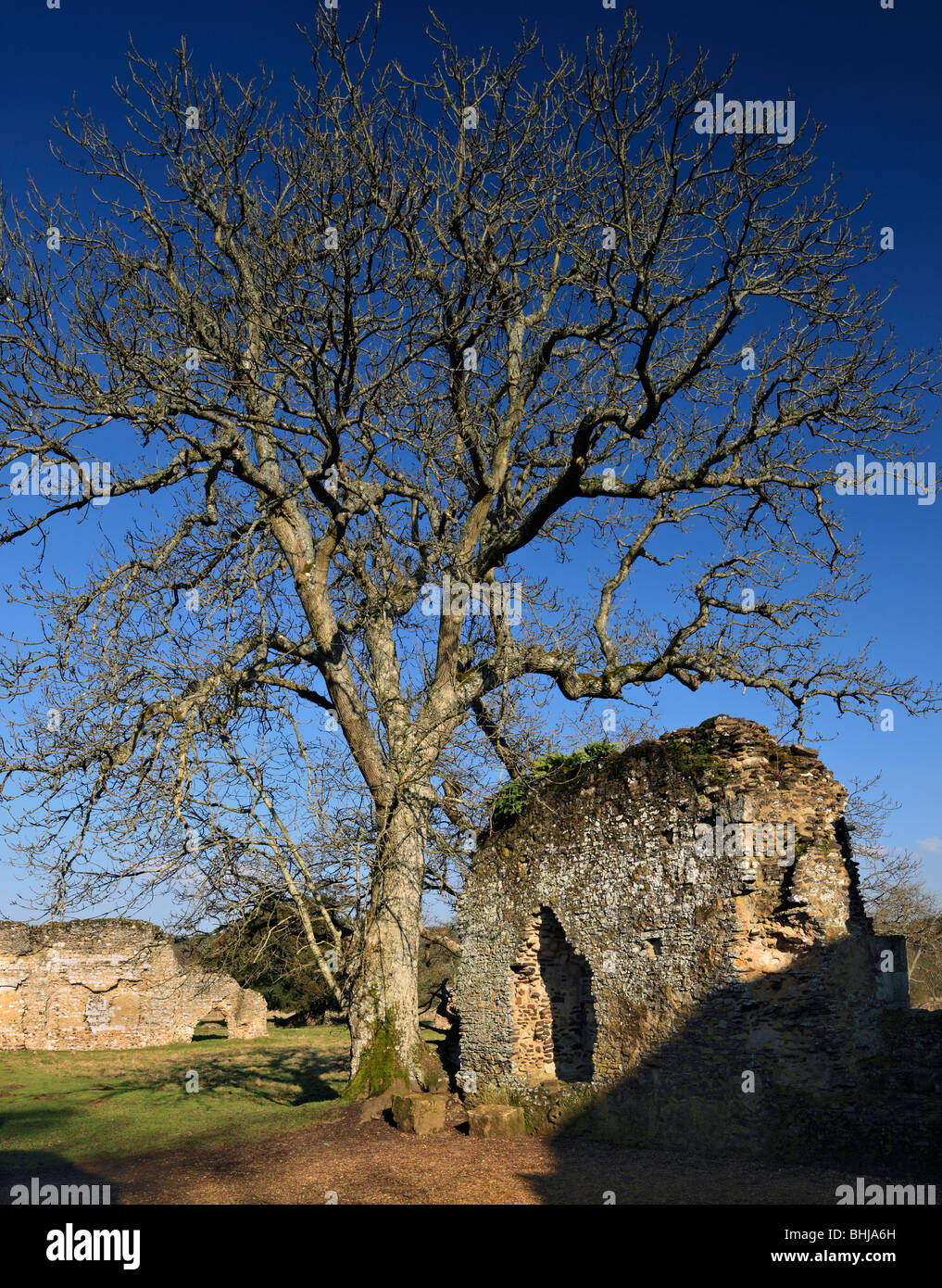 Waverley abbey and tree hi-res stock photography and images - Alamy