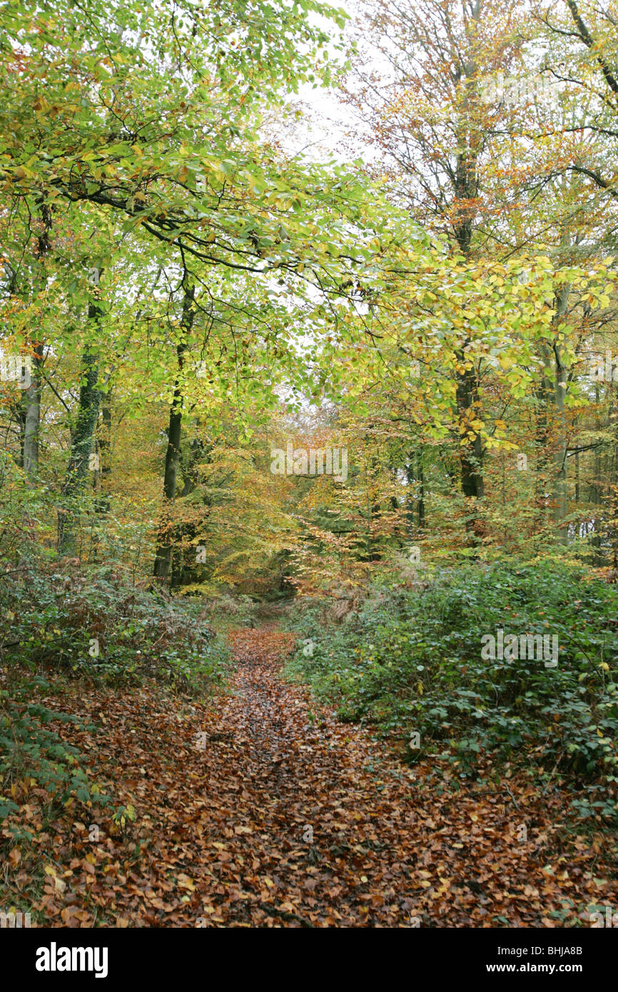 Autumnal woodland scene in the Forest of Dean Stock Photo - Alamy