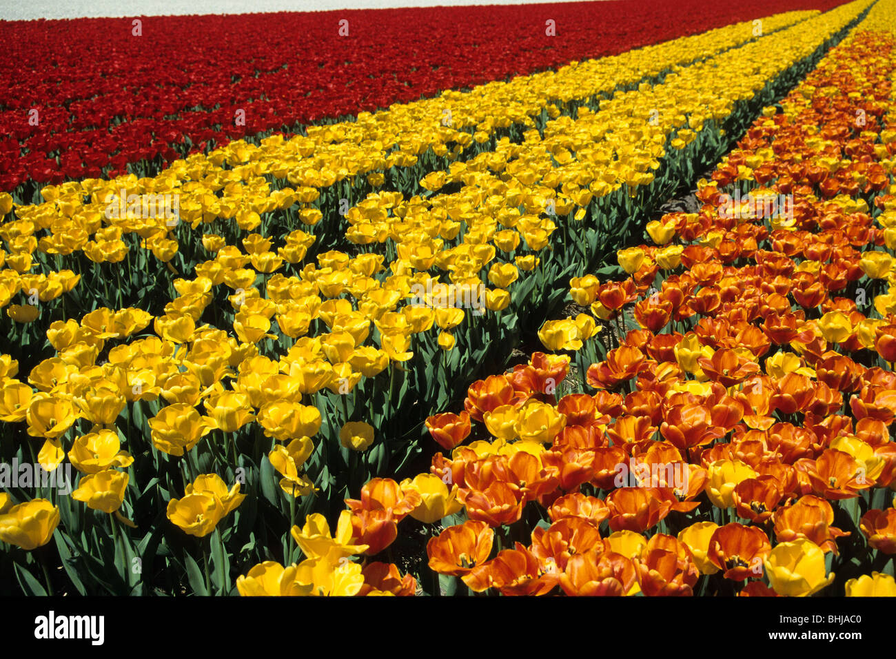 TULIP FIELDS IN KEUKENHOF, NETHERLANDS, EUROPE Stock Photo - Alamy