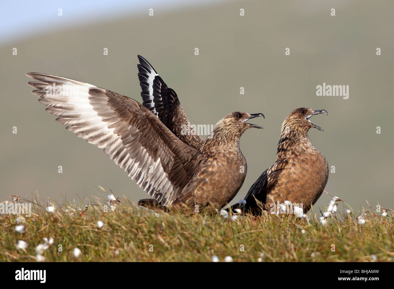 Pair of Great Skua's Stock Photo - Alamy