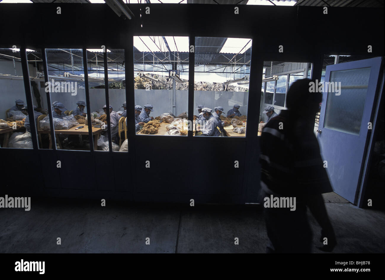 WOOL SELECTION ROOM IN THE AREQUIPA FACTORY, AREQUIPA, PERU Stock Photo ...