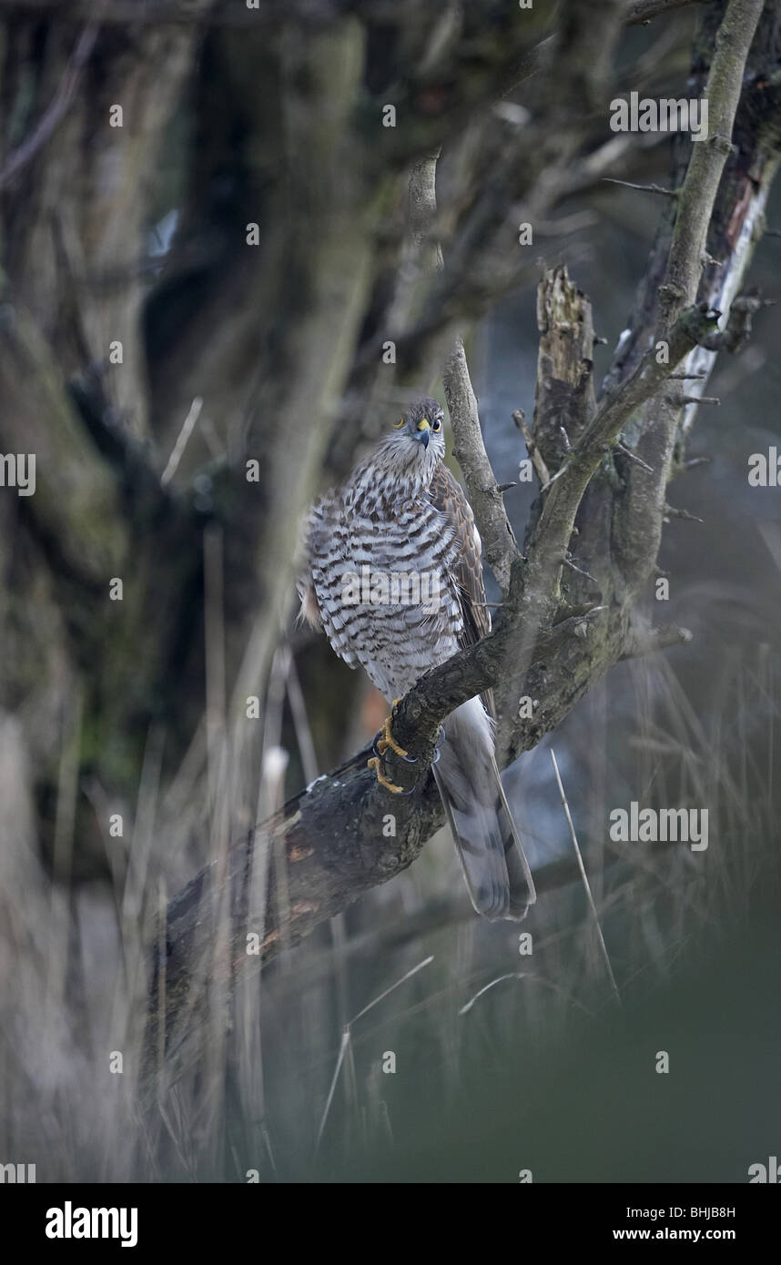 Hedge sparrowhawk hi-res stock photography and images - Alamy