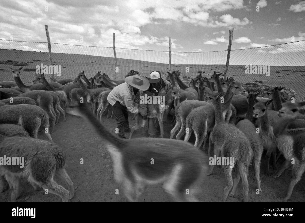 THE MEN SELECT THE OLDEST VICUNAS FOR SHEARING, CHALUANCA, ALTIPLANO ...