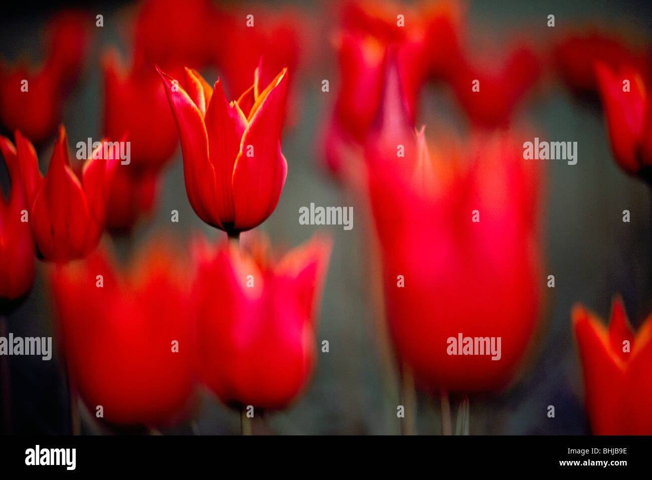 Red Tulips / Tulip in bloom, Spring Flowers blooming in a Flower Garden ...