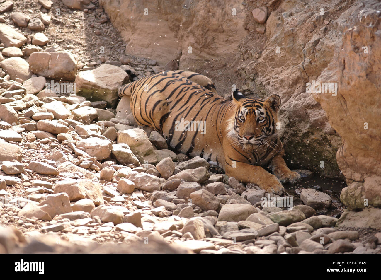 Adult Bengal Tiger Looking aggressive at Ranthambore Tiger Reserve ...