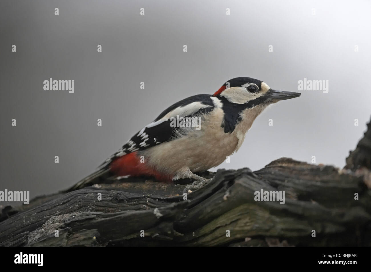 Great Spotted Woodpecker, Dendrocopos major Stock Photo - Alamy