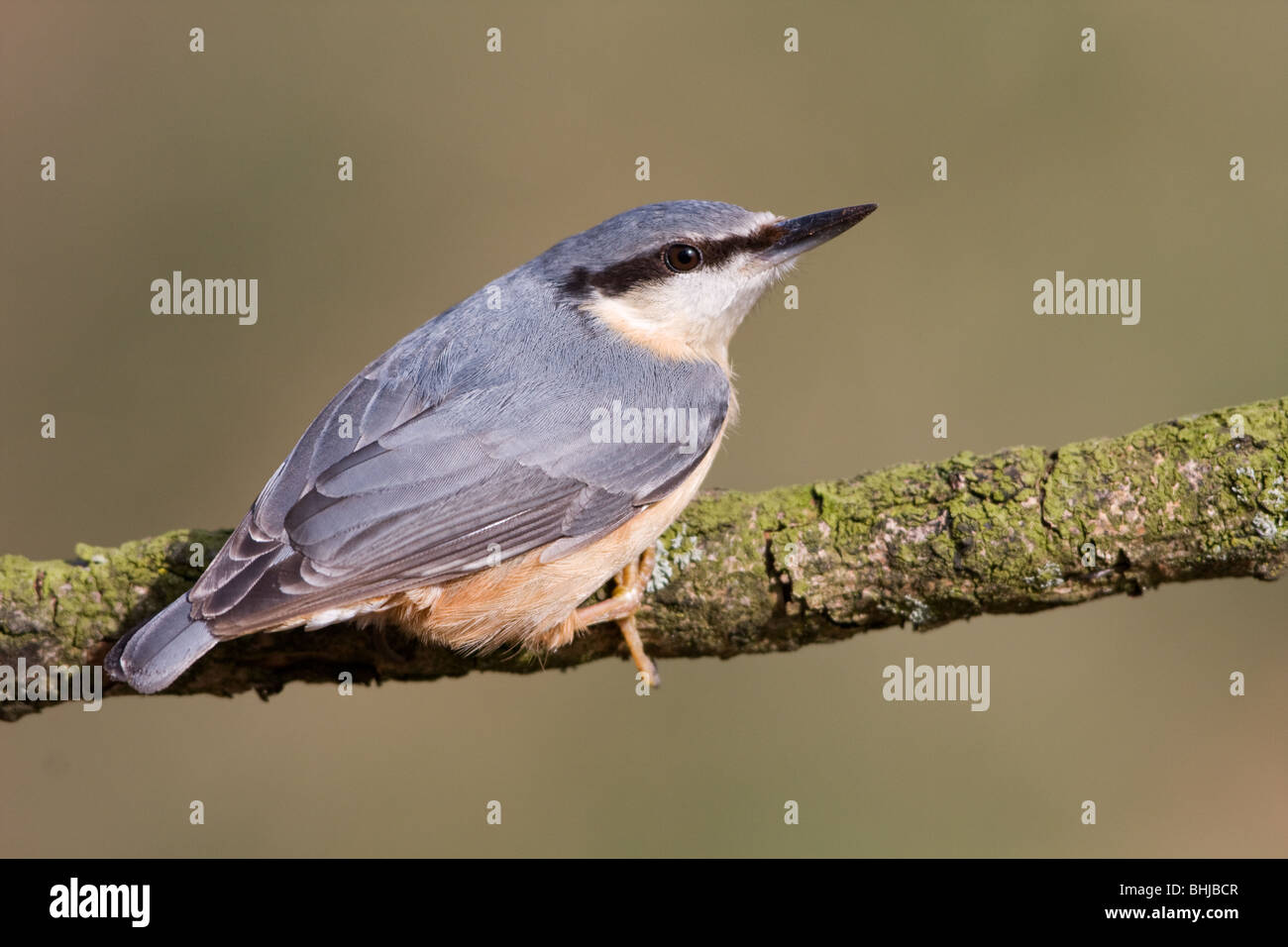 Sitta caesia hi-res stock photography and images - Alamy