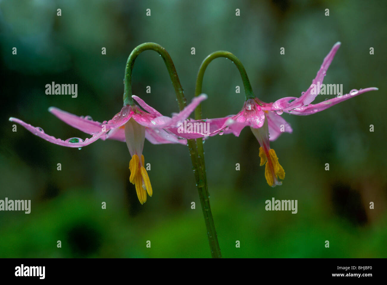 Pink Fawn Lily (Erythronium revolutum) in bloom - Wild Flowers ...