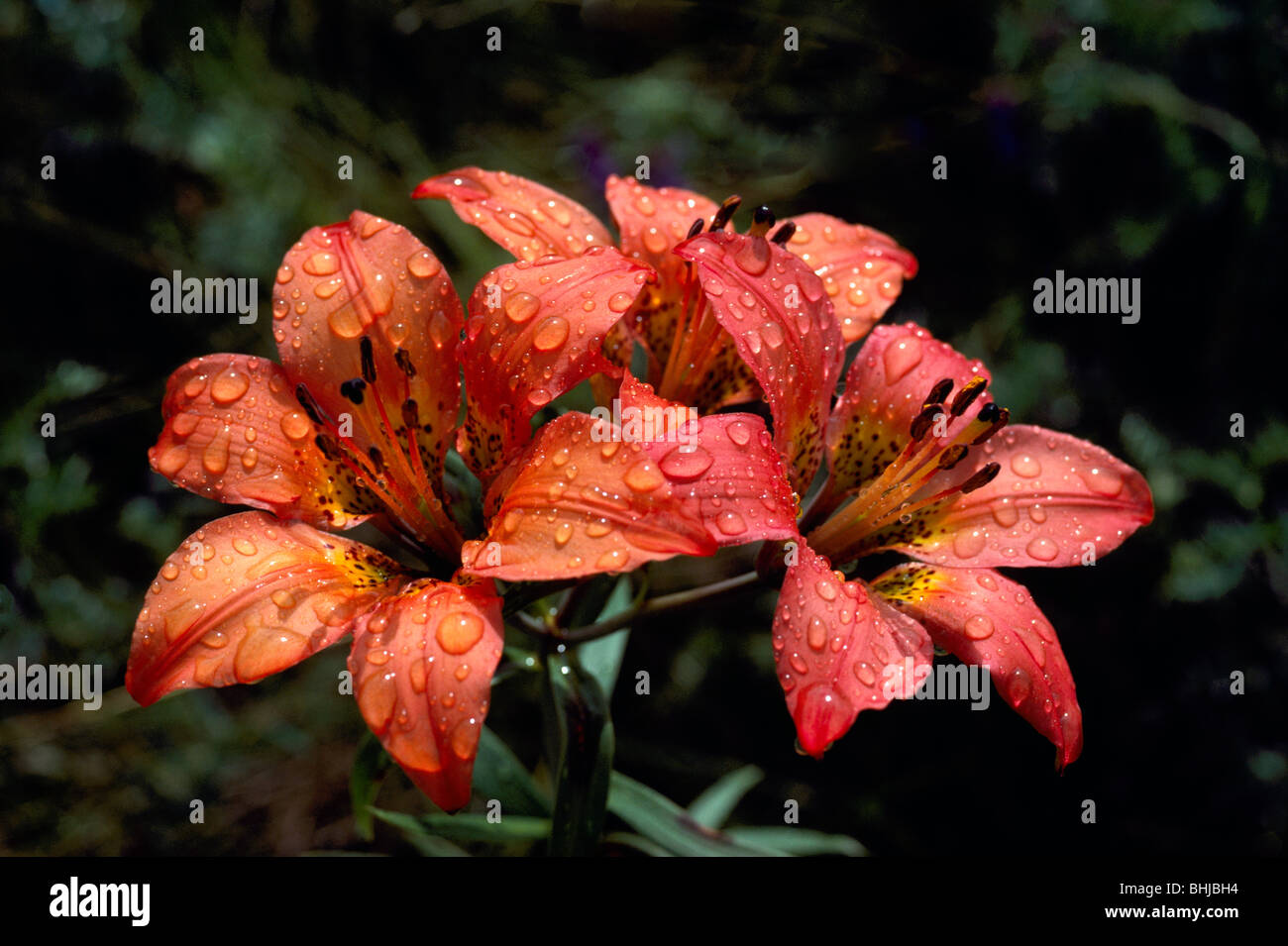 Wood Lily (Lilium philadelphicum) in bloom - Red Wild Flowers ...
