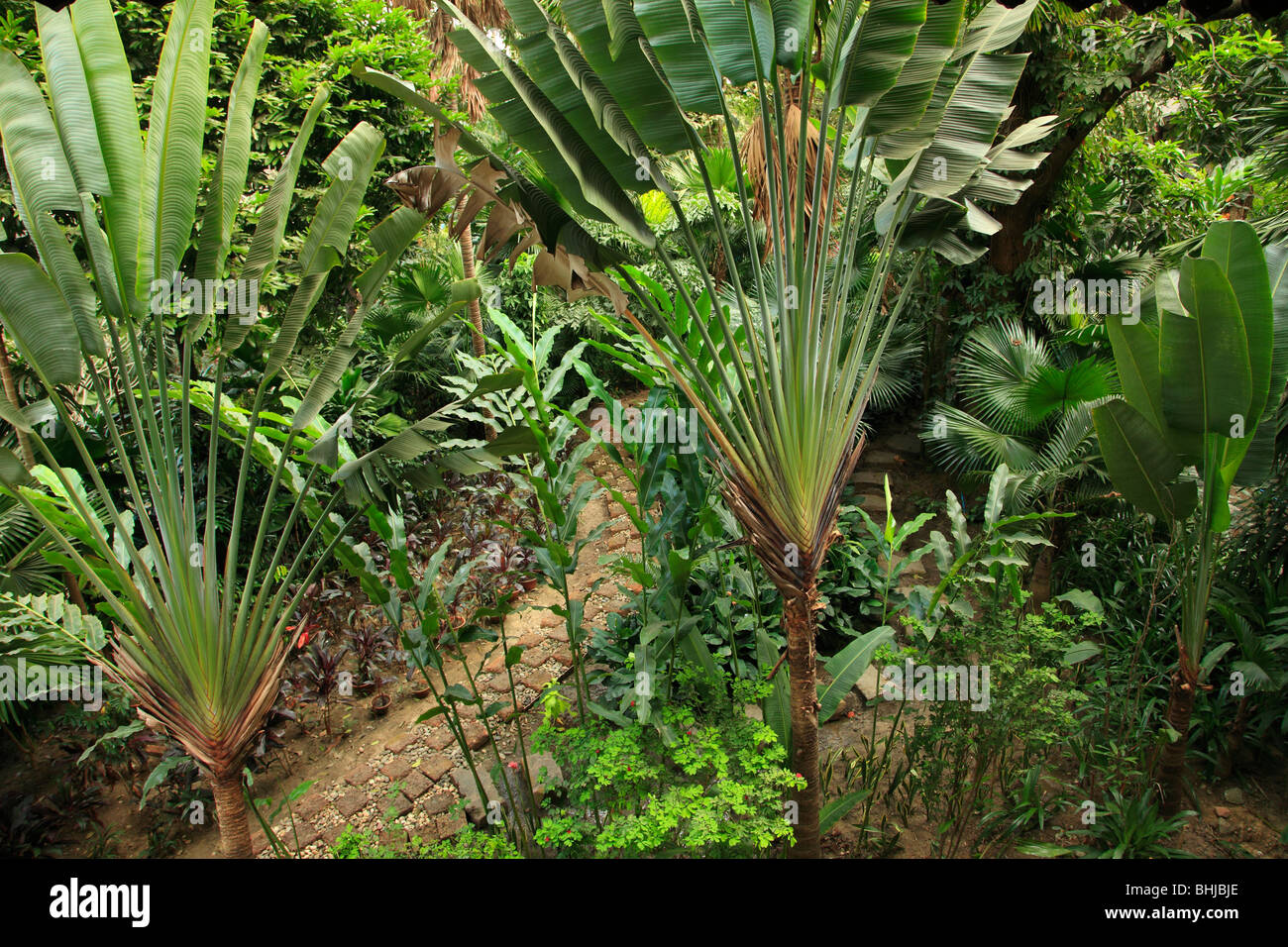 Flora myanmar hi-res stock photography and images - Alamy