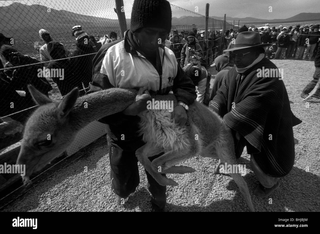Vicuna shearing Black and White Stock Photos & Images - Alamy