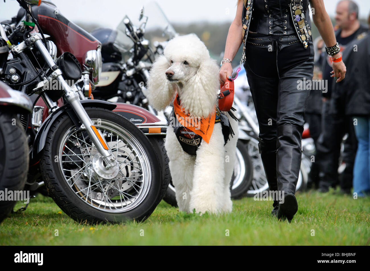 Rally dog hi-res stock photography and images - Alamy
