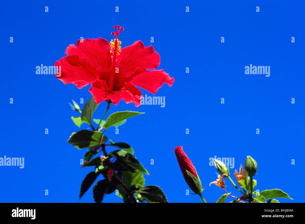 Hawaii Tropical Flowers - Red Hibiscus Flower in Bloom, Island of Oahu ...