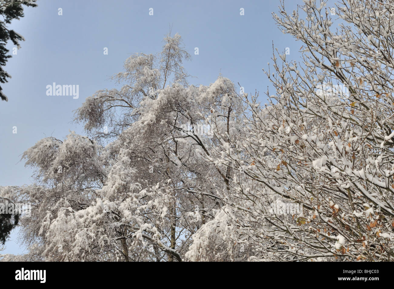 Snowy treetops hi-res stock photography and images - Alamy