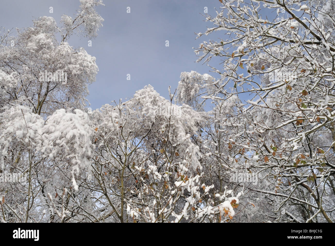 Snowy treetops hi-res stock photography and images - Alamy