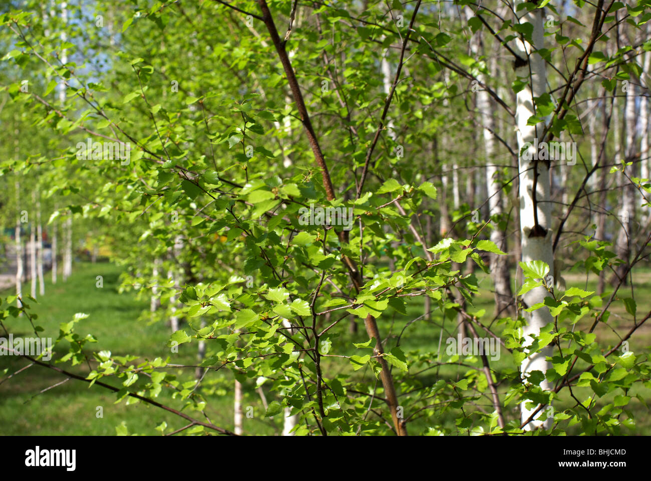 Spring birch trees in the forest, background Stock Photo - Alamy