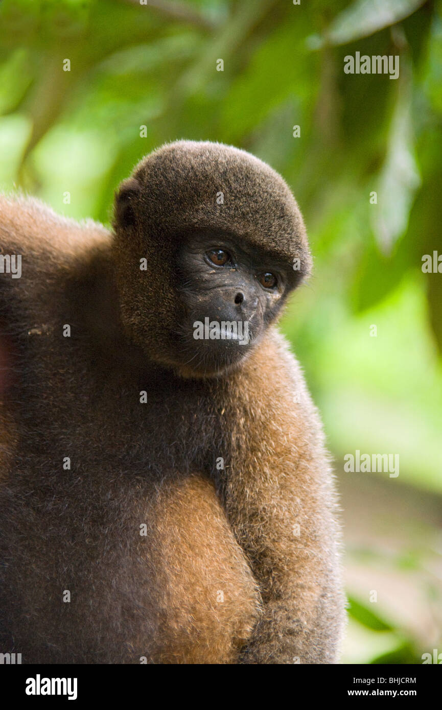 Amazon peru monkey hi-res stock photography and images - Alamy