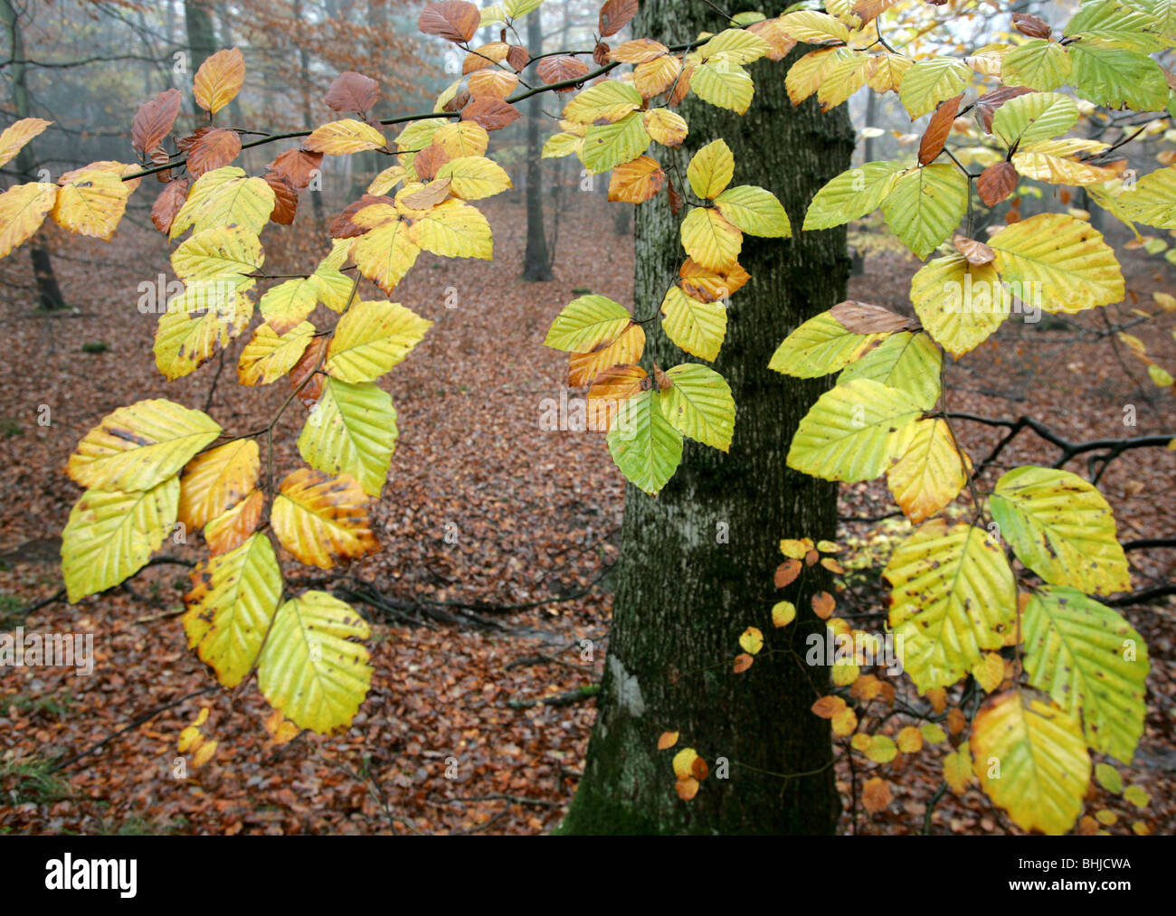 Autumnal scene fallen leaves hi-res stock photography and images - Alamy