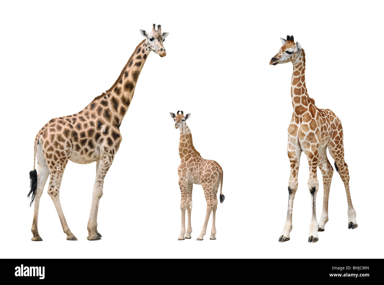 Giraffe Cutout High Resolution Stock Photography and Images - Alamy