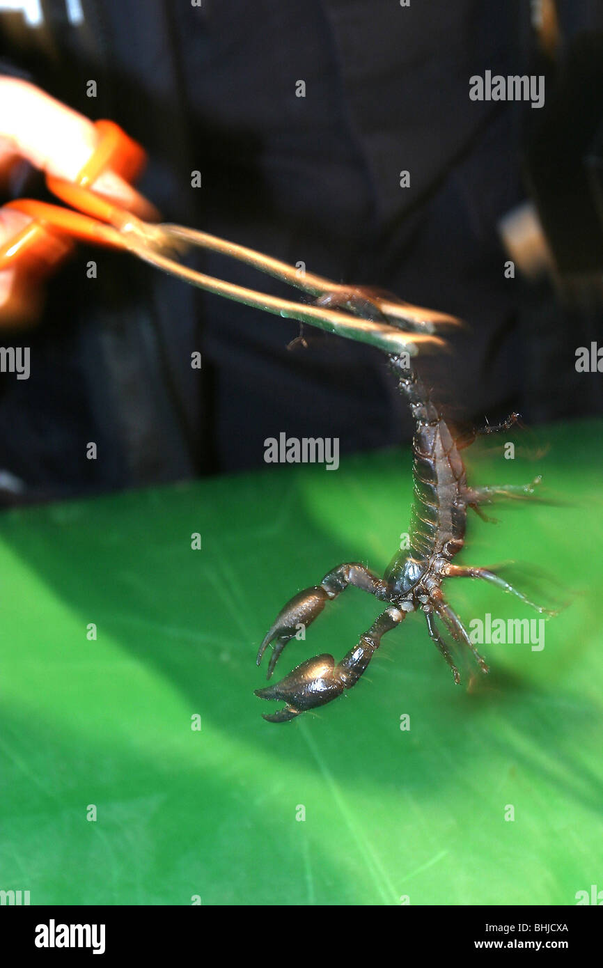 CAPTURING A SCORPION WITH TONGS, ANIMAL SQUAD, FIRE DEPARTMENT OF THE ...